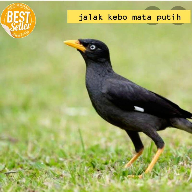 Jual Burung jalak kebo lolohan jalbo gacoran jalak kebo pilihan ...