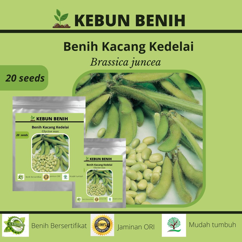 Jual 20 Benih Kacang Kedelai Lokal/ Benih Edamame Kualitas Unggul ...