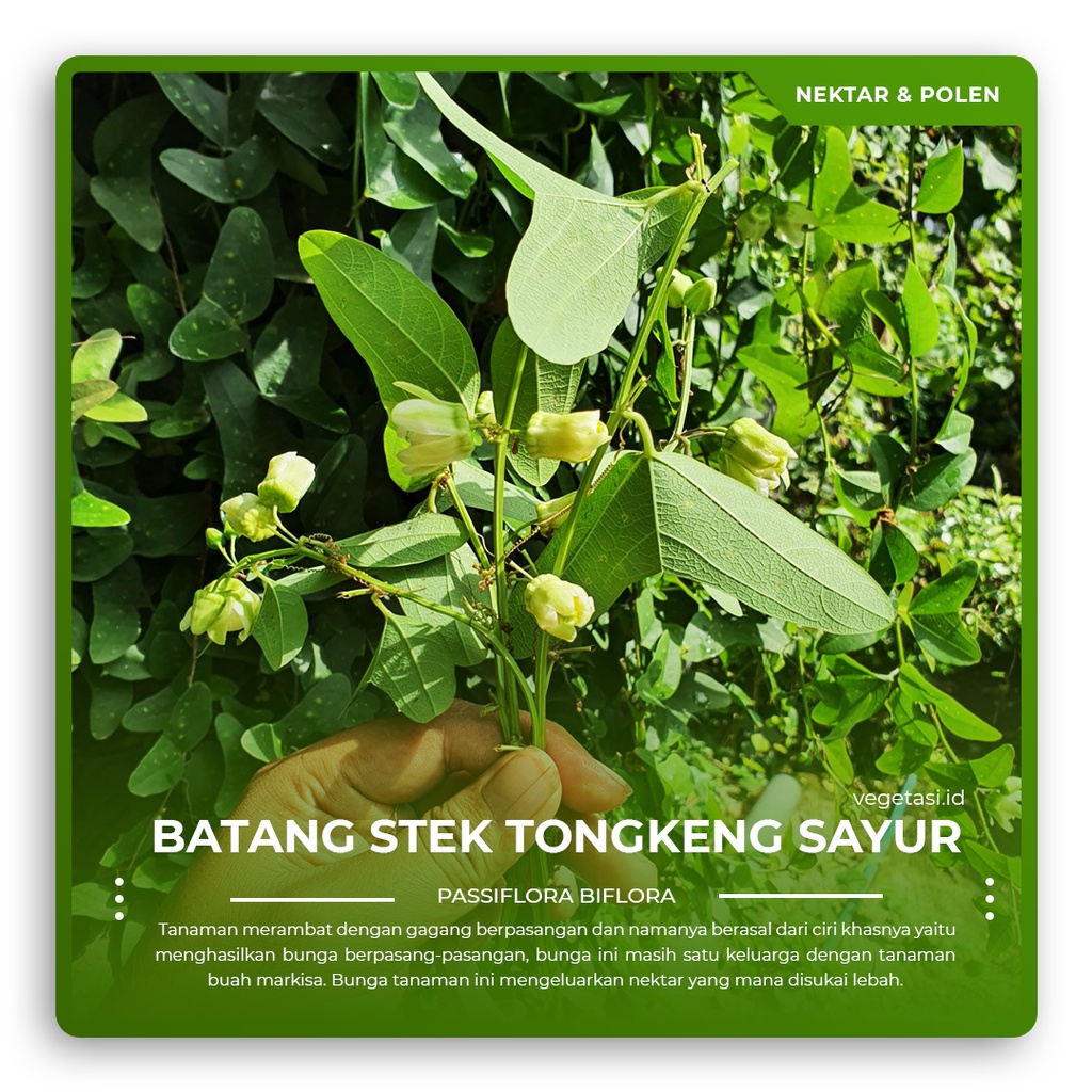 Jual Keratan Batang Stek Bunga Tongkeng Sayur / Passiflora Biflora ...
