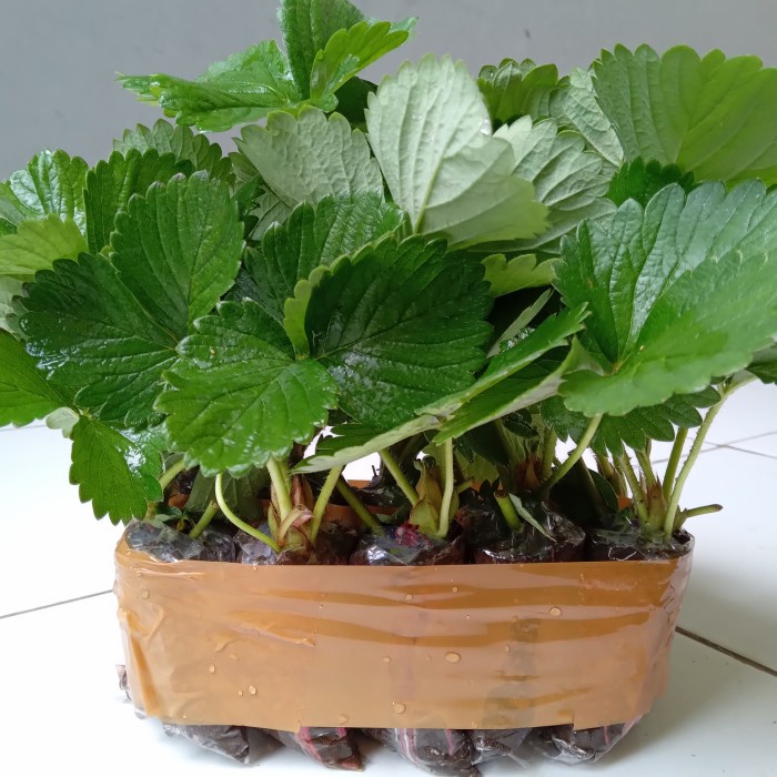 Jual Bibit Strawberry Mencir 5 pohon aa33 | Shopee Indonesia