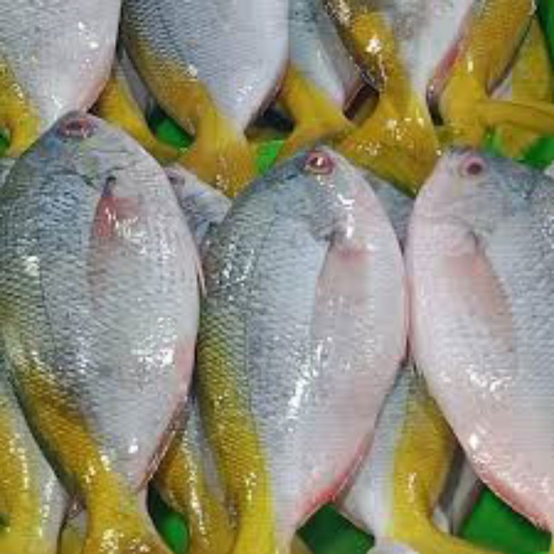 Jual IKAN EKOR KUNING FRESH 1000gr | Shopee Indonesia