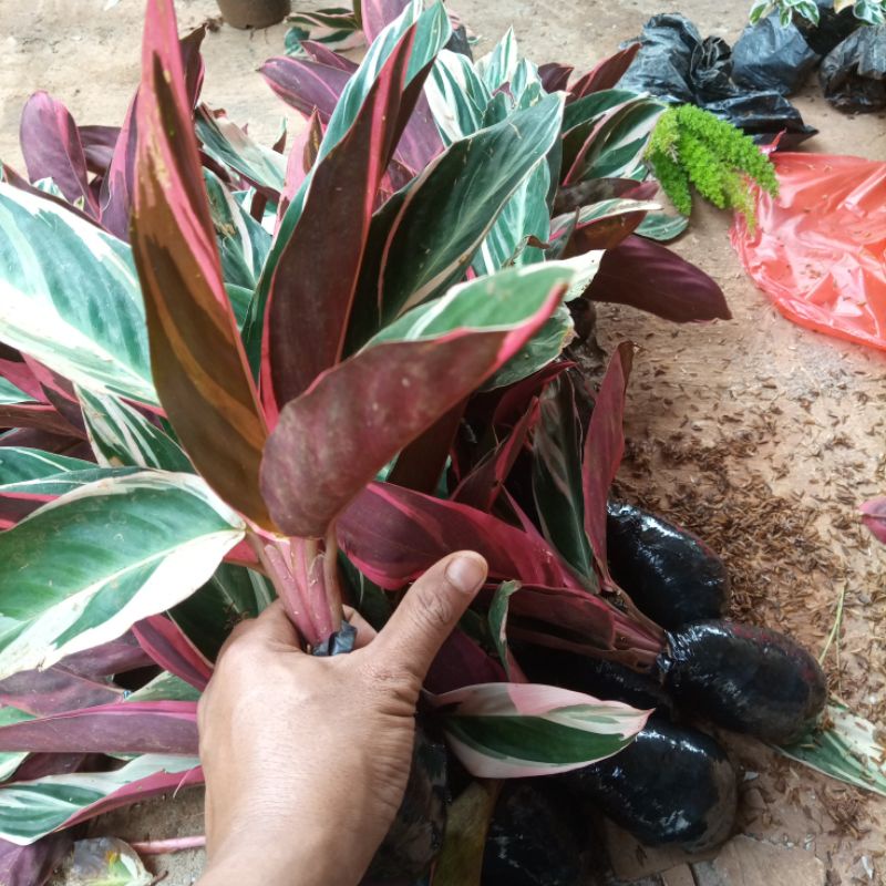 Jual tanaman hias Meranti Bali/ Meranti Bali merah | Shopee Indonesia