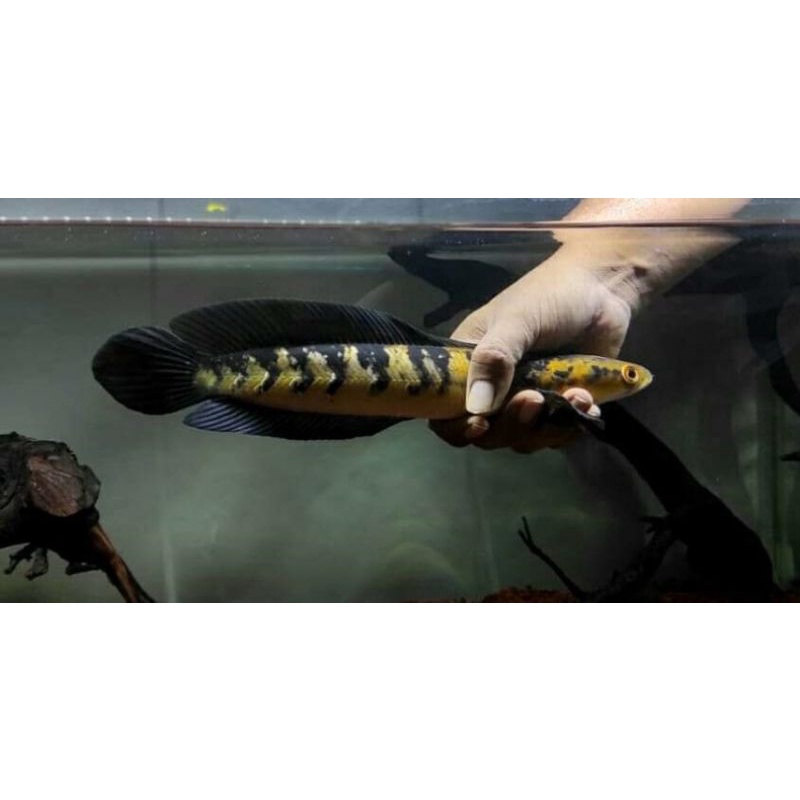 Jual ikan chana ys (yellow Sentarum) ukuran 18-25 cm | Shopee Indonesia
