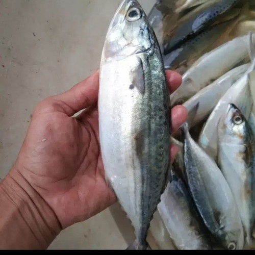 Jual Ikan Kembung Banjar Ukuran Besar Segar Fresh (isi 6-8 per kg ...