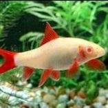 Jual ikan hias redfin albino ikan hias aquascape redfin albino ikan ...