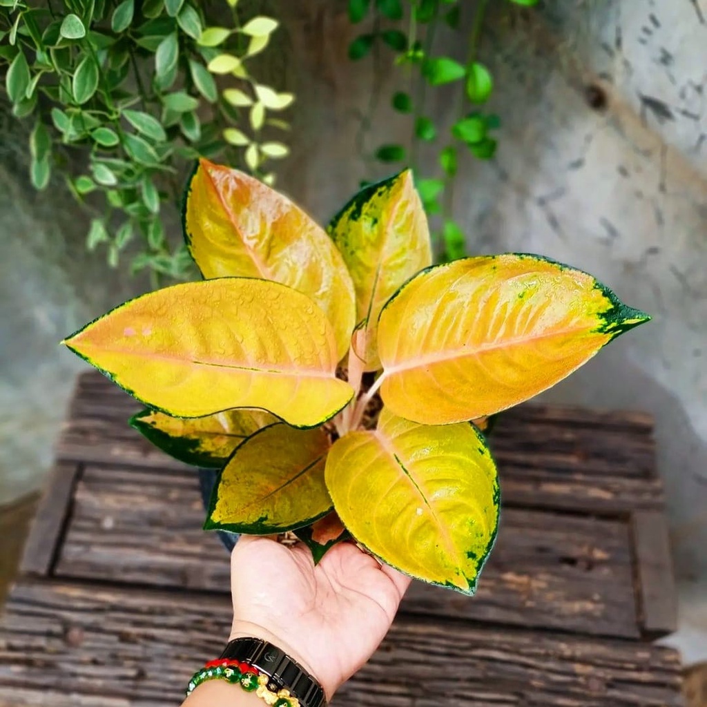 Jual (BISA COD) !! Aglonema Murah Sultan Brunei Super Delight Premium ...