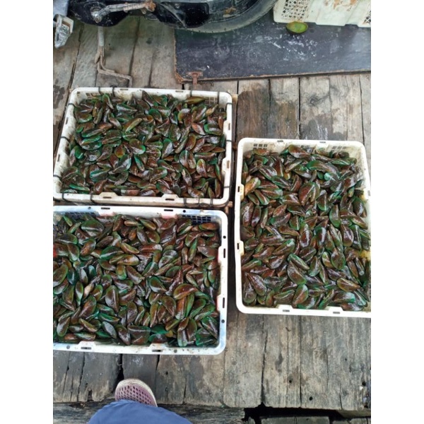 Jual kerang hijau mentah super | Shopee Indonesia