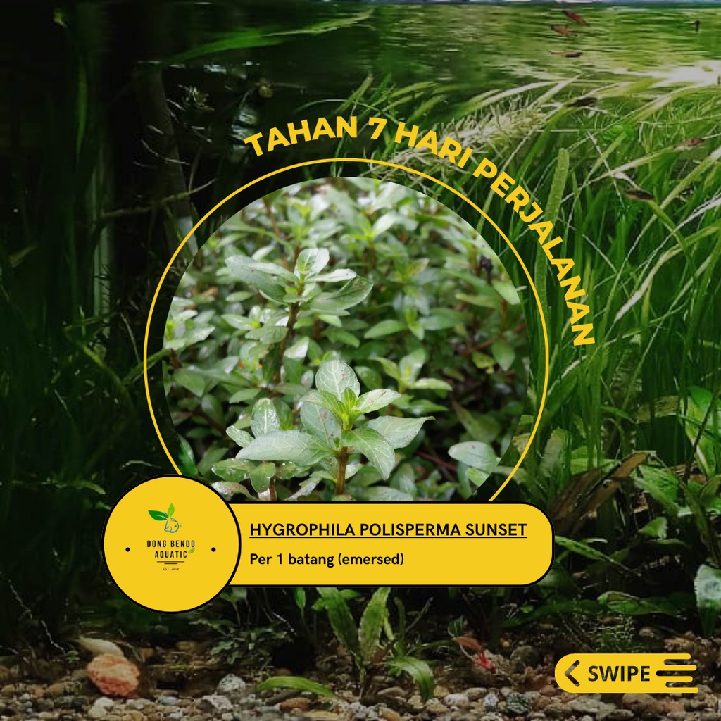 Jual Hygrophila polisperma sunset/Tanaman aquascape | Shopee Indonesia
