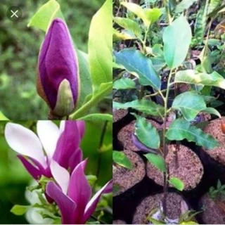 Jual Bunga Kantil Terlengkap & Harga Terbaru Juni 2024 | Shopee Indonesia