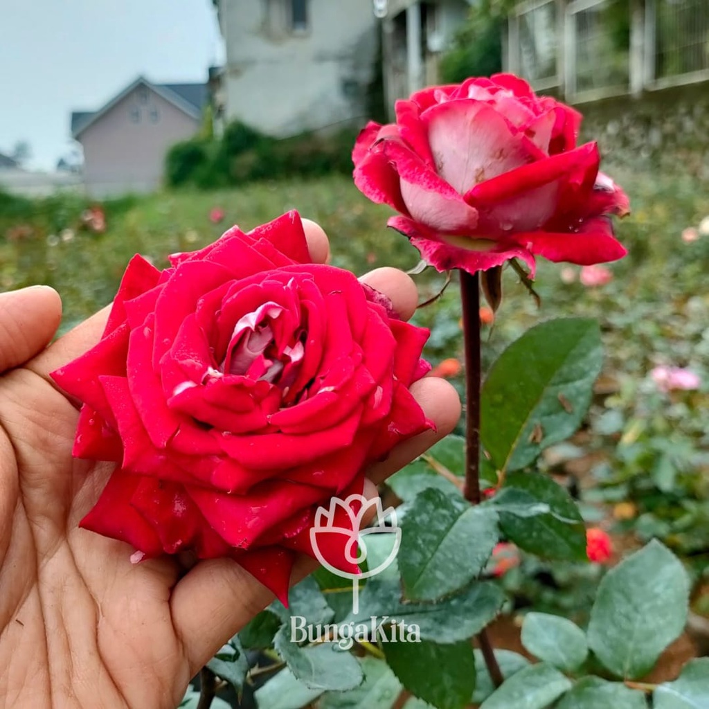 Jual BUNGA MAWAR HOLLAND PASSION | Shopee Indonesia