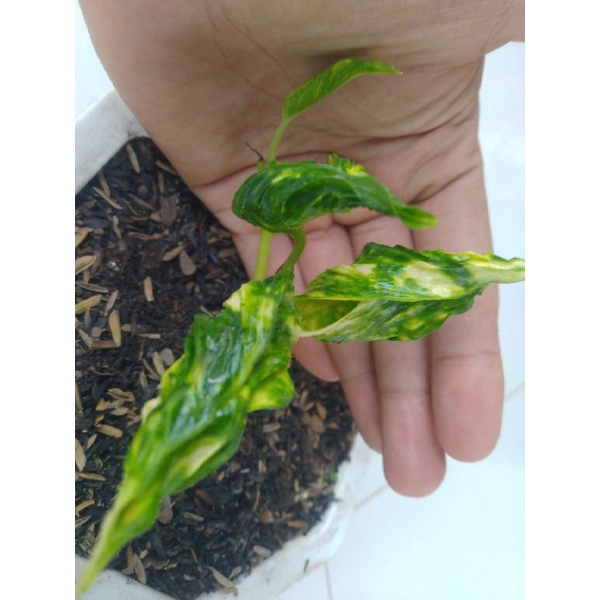 Jual Epipremnum Sangirila Varigata Golden Atau Epip Obor | Shopee Indonesia