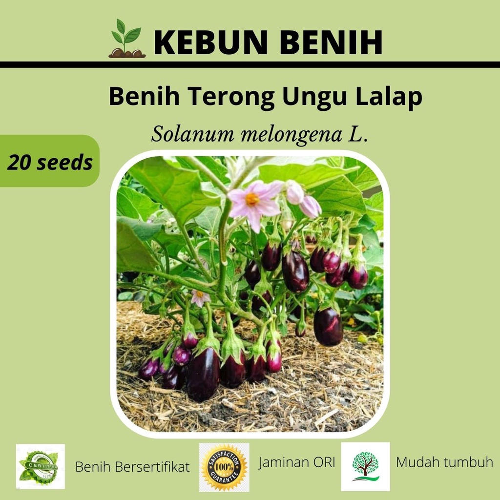 Jual Benih Tanaman Sayuran Hortikultura Kualitas Unggul Lengkap ...