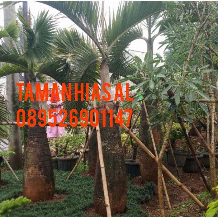 Jual pohon palem botol 3 meter | Shopee Indonesia