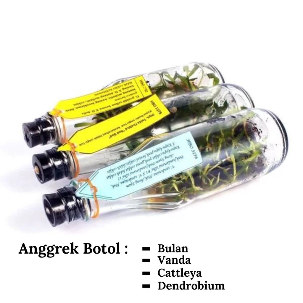 Jual Bibit Tanaman Anggrek Botol ( Vanda - Cattleya - Dendrobium ...