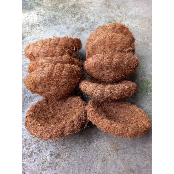 Jual Sarang Burung Perkutut | Shopee Indonesia