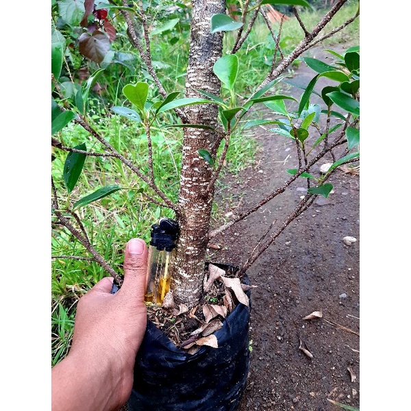Jual Bahan Bonsai Kimeng Bibit Kimeng Beringin Kimeng Bonsai Kimeng Shopee Indonesia
