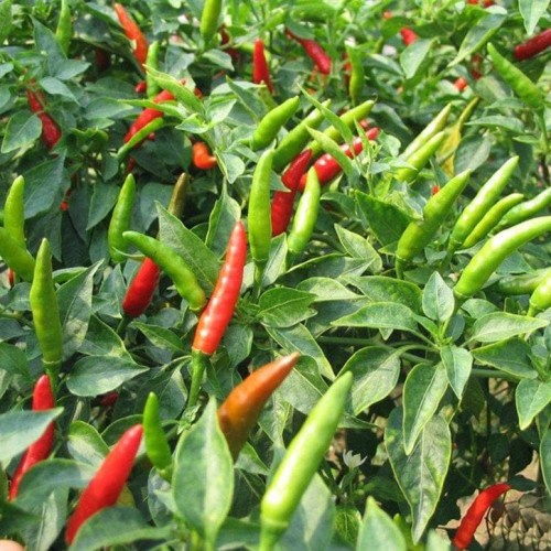 Jual 100 Biji Benih - Cabai Rawit Hijau Tipe Merunduk F1 Lalapan Cabe ...