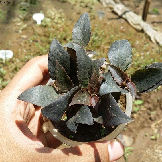 Jual Hygrophila corymbosa compacta/Hygrophila compacta/tanaman ...