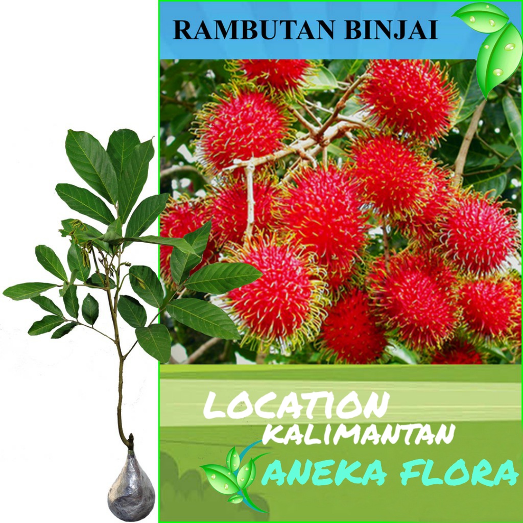 Jual Bibit Rambutan Binjai (okulasi) | Shopee Indonesia
