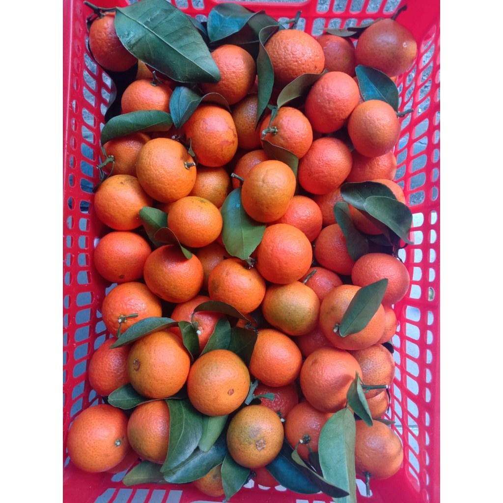 Jual Buah Jeruk Santang Tangrin 1kg | Shopee Indonesia