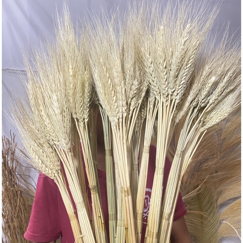 Jual Bunga Gandum Kering Dekorasi Rustic Buket Craft Mahar Ringbox ...