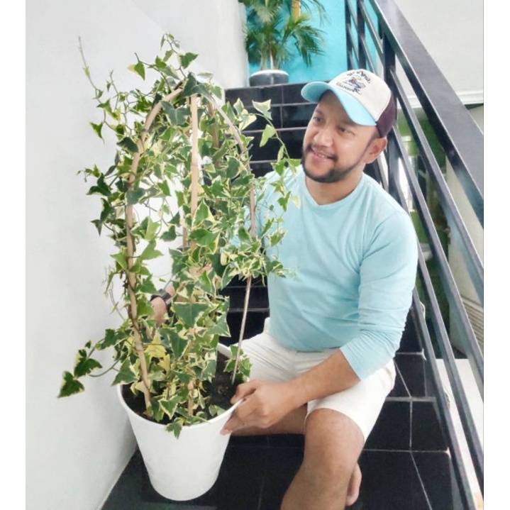 Jual Tanaman hias bunga ivy varigata( hedera helix glacier) / Tanaman ...