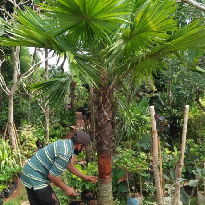 Jual pohon palem sadeng/ sedeng besar 3meter | Shopee Indonesia