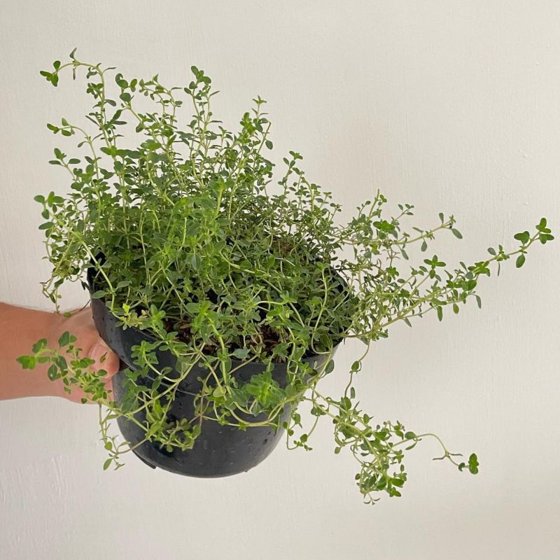 Jual Daun Herbal THYME - Bibit Tanaman Herbal Rempah Penyedap Timi ...