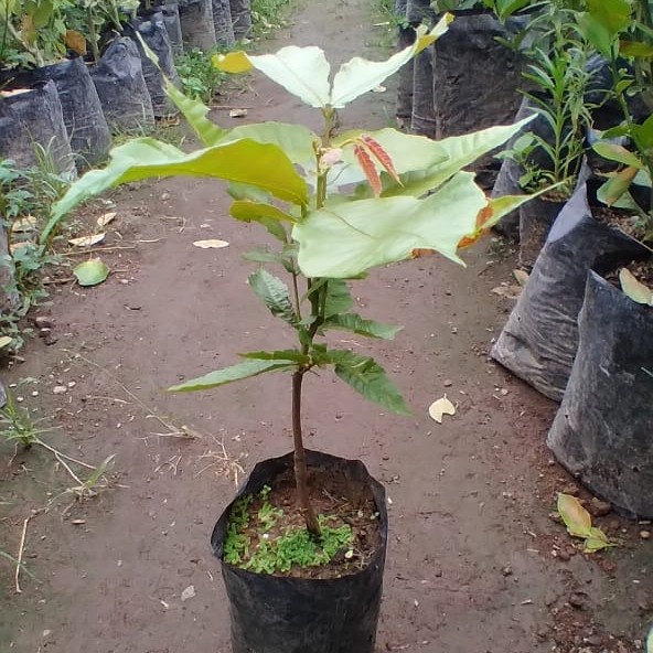 Jual Bibit matoa / Pohon matoa / Buah matoa EE44 | Shopee Indonesia