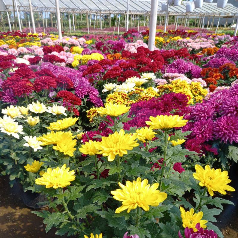 Jual Tanaman hias bunga krisan 1 POT isi 7-9 pohon rimbun berbunga ...