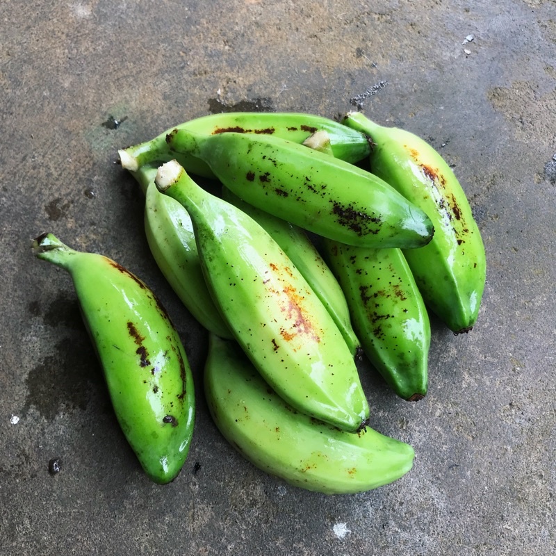 Jual Pisang batu muda pisang klutuk rujak lawar bahan herbal | Shopee ...