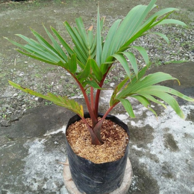 Jual pohon palem botol Tanaman hias bibit palem botol | Shopee Indonesia
