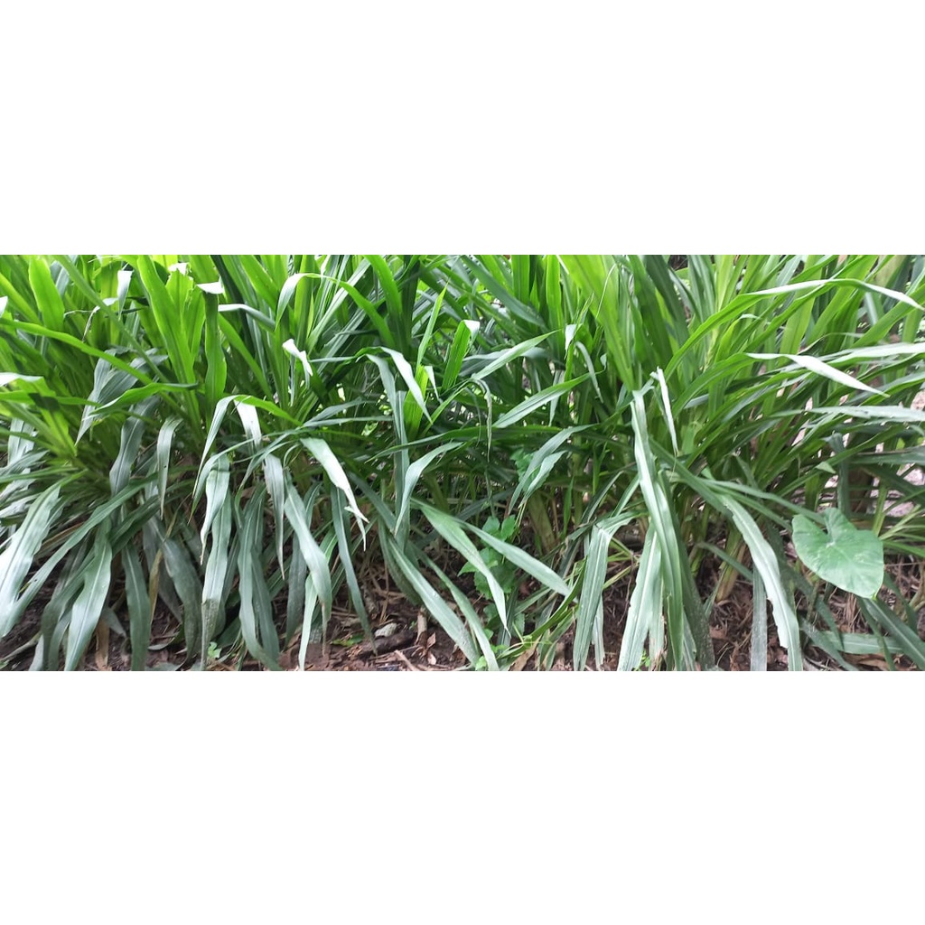 Jual bibit rumput odot murah panjang +-30cm | Shopee Indonesia