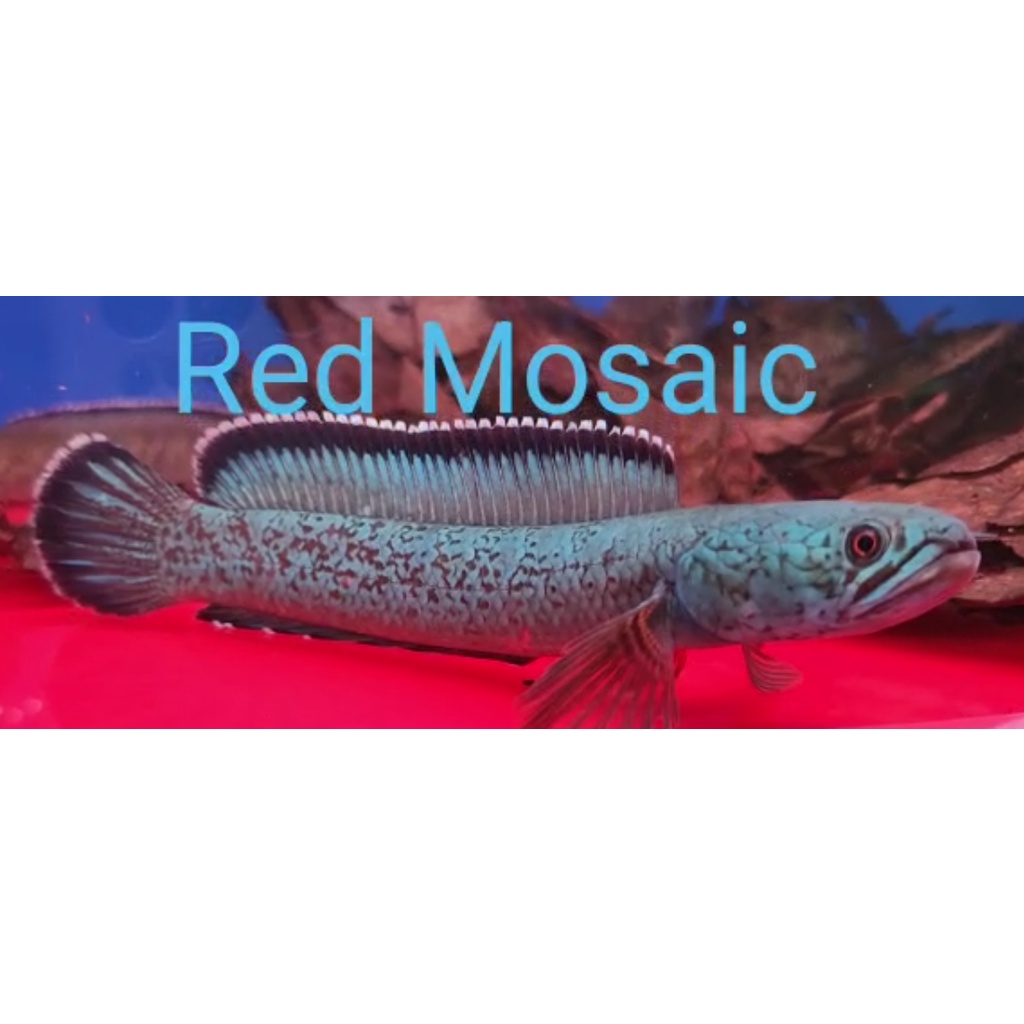 Jual CHANNA RED MOSAIC ARISTONEI COLD WATER DWARF CHANA WILD CAUGHT WC ...