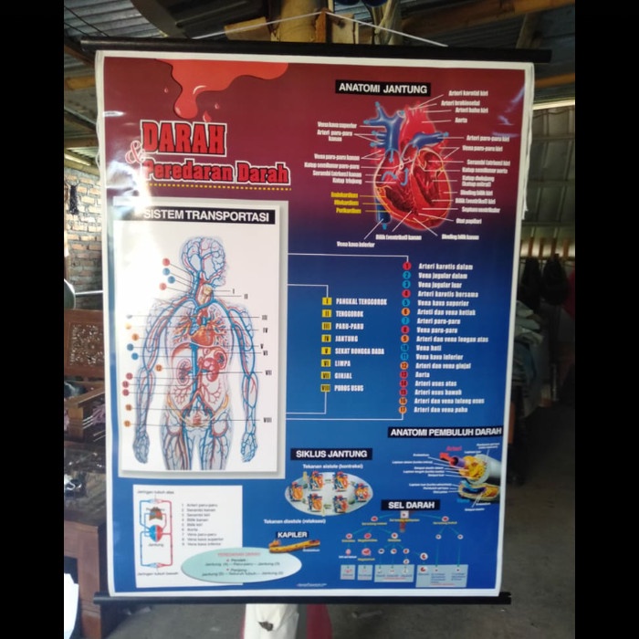 Jual POSTER ANATOMI MANUSIA DAN ALAT ALAT TUBUH / GAMBAR DINDING ...
