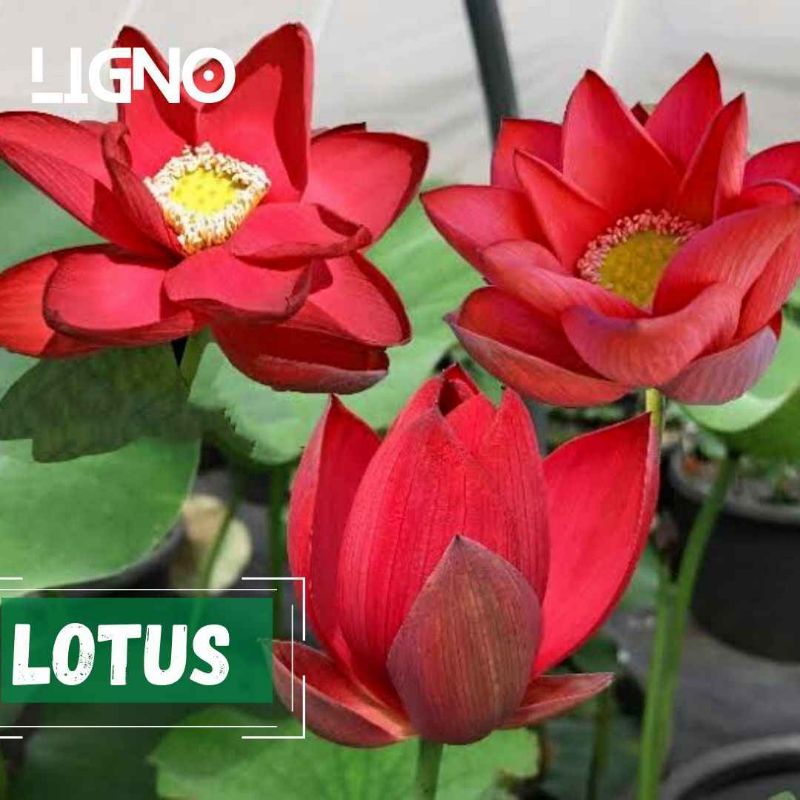 Jual LOTUS RED - Benih Biji Bunga Teratai | Shopee Indonesia