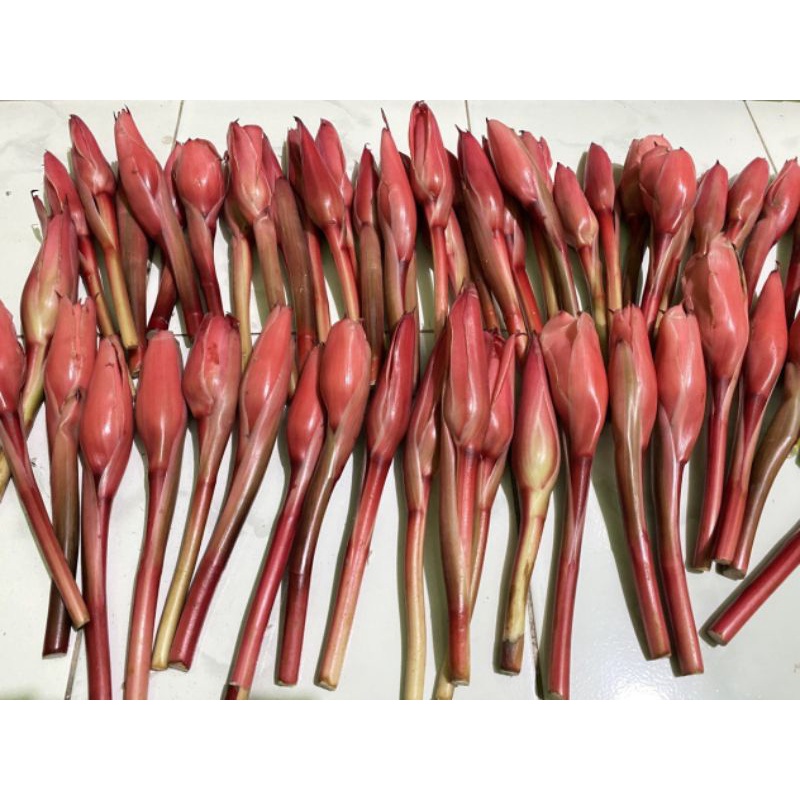Jual KECOMBRANG/HONJE/KINCUNG MERAH KUNCUP SEGAR | Shopee Indonesia