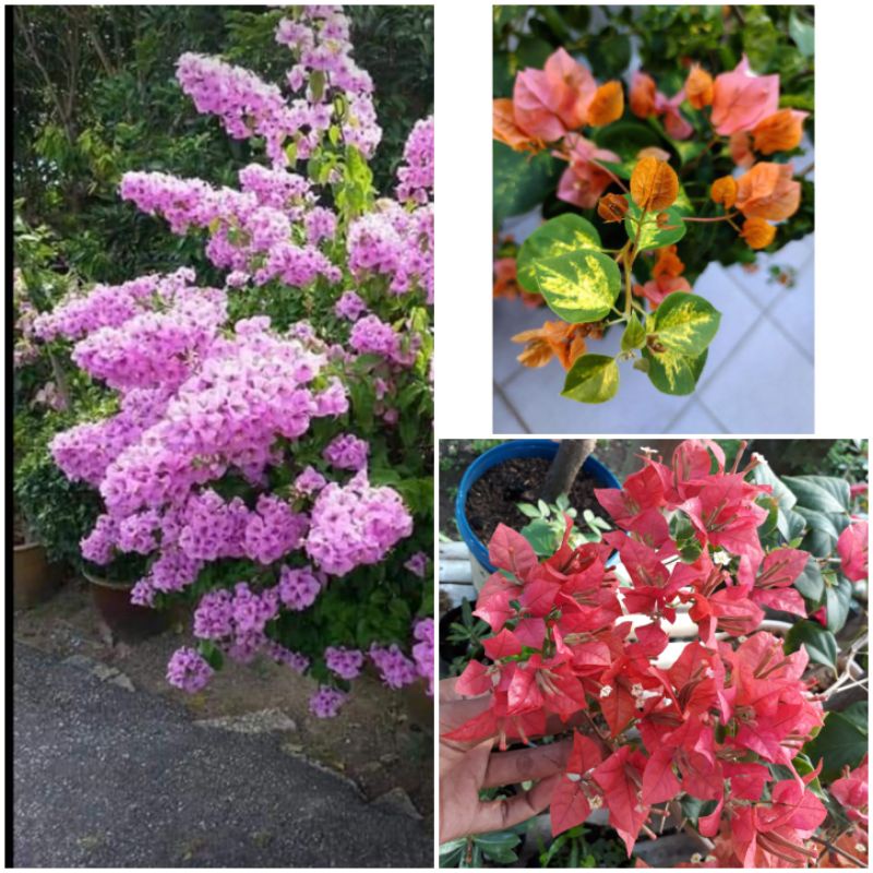 Jual EM LIGHT PURPLE OREN GLOW RED BRIZZA BOUGENVILLE IMPORT PAKET ...