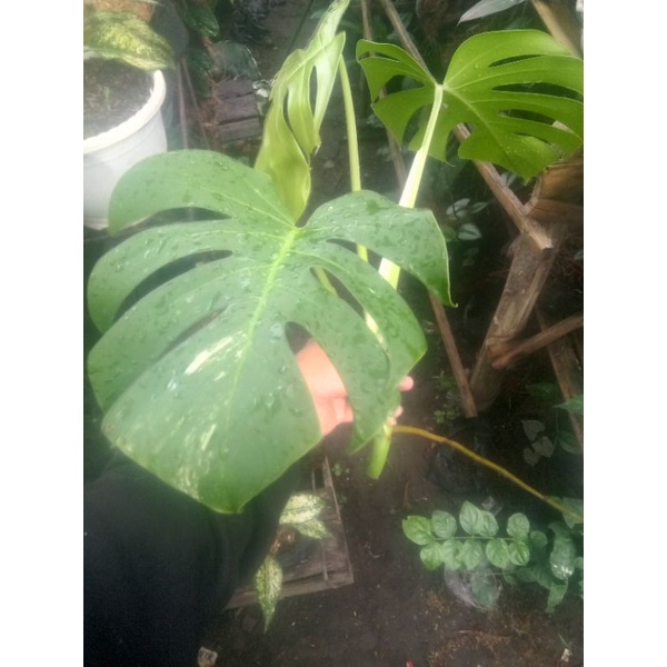 Jual monstera varigata | Shopee Indonesia
