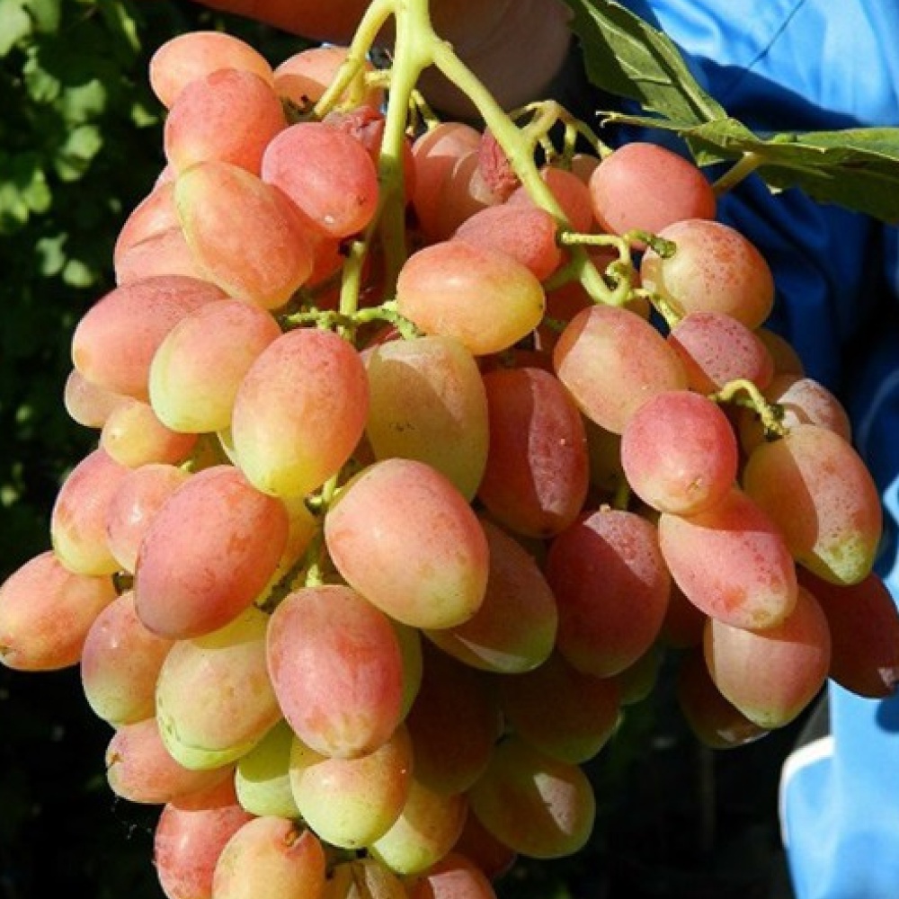 Jual Bibit Anggur Angelica Import | Shopee Indonesia