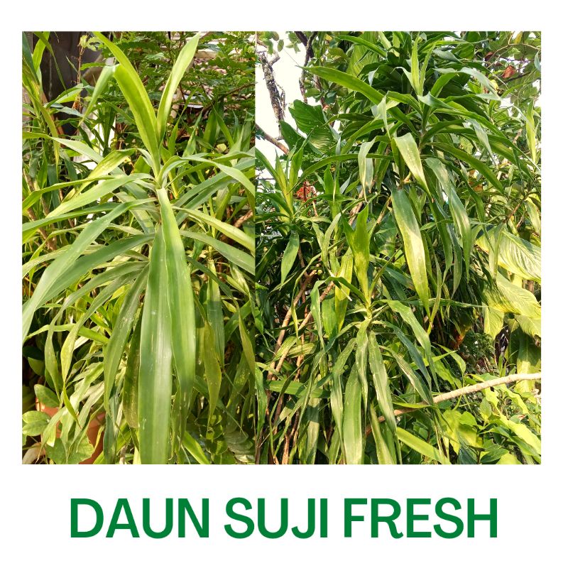 Jual DAUN SUJI fresh 150g | Shopee Indonesia