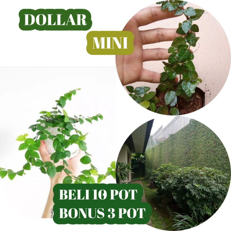 Jual TANAMAN RAMBAT TEMBOK DOLAR MINI | Shopee Indonesia