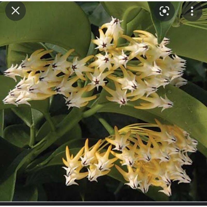 Jual tanaman Hoya multiflora | Shopee Indonesia