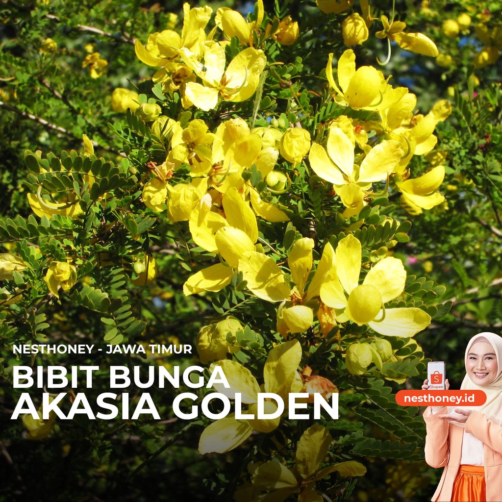 Jual Bibit Tanaman Hias Bunga Akasia Golden / Desert Cassia / Cassia ...