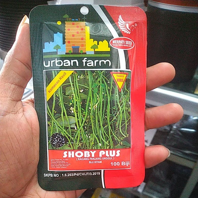Jual BENIH MERPATI SEED SHOBY PLUS KACANG PANJANG 100 BIJI KEMASAN ...