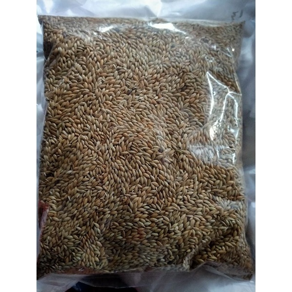 Jual Kenari seed 250g/500g/1kg. | Shopee Indonesia