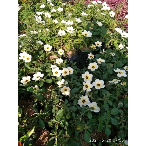 Jual bunga yolanda pukul 8 tanaman hias dan juga vegetasi lebah madu ...