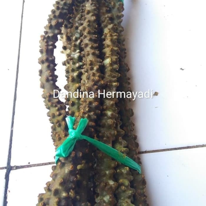 Jual Jual batrawali untuk sapih anak/30 cm | Shopee Indonesia