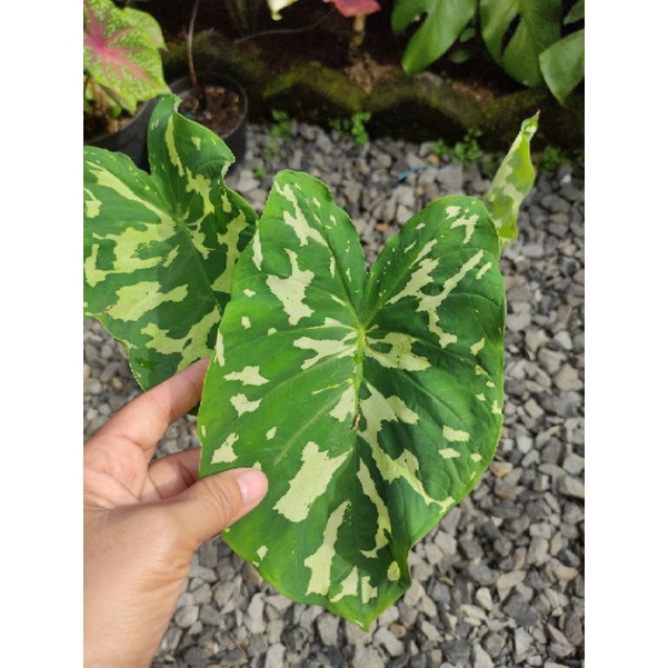 Jual Keladi hilo army+ wayang | Shopee Indonesia