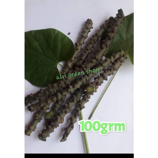 Jual BATANG BROTOWALI ANTAWALI PER 100 GRM SAPIH BALITA | Shopee Indonesia
